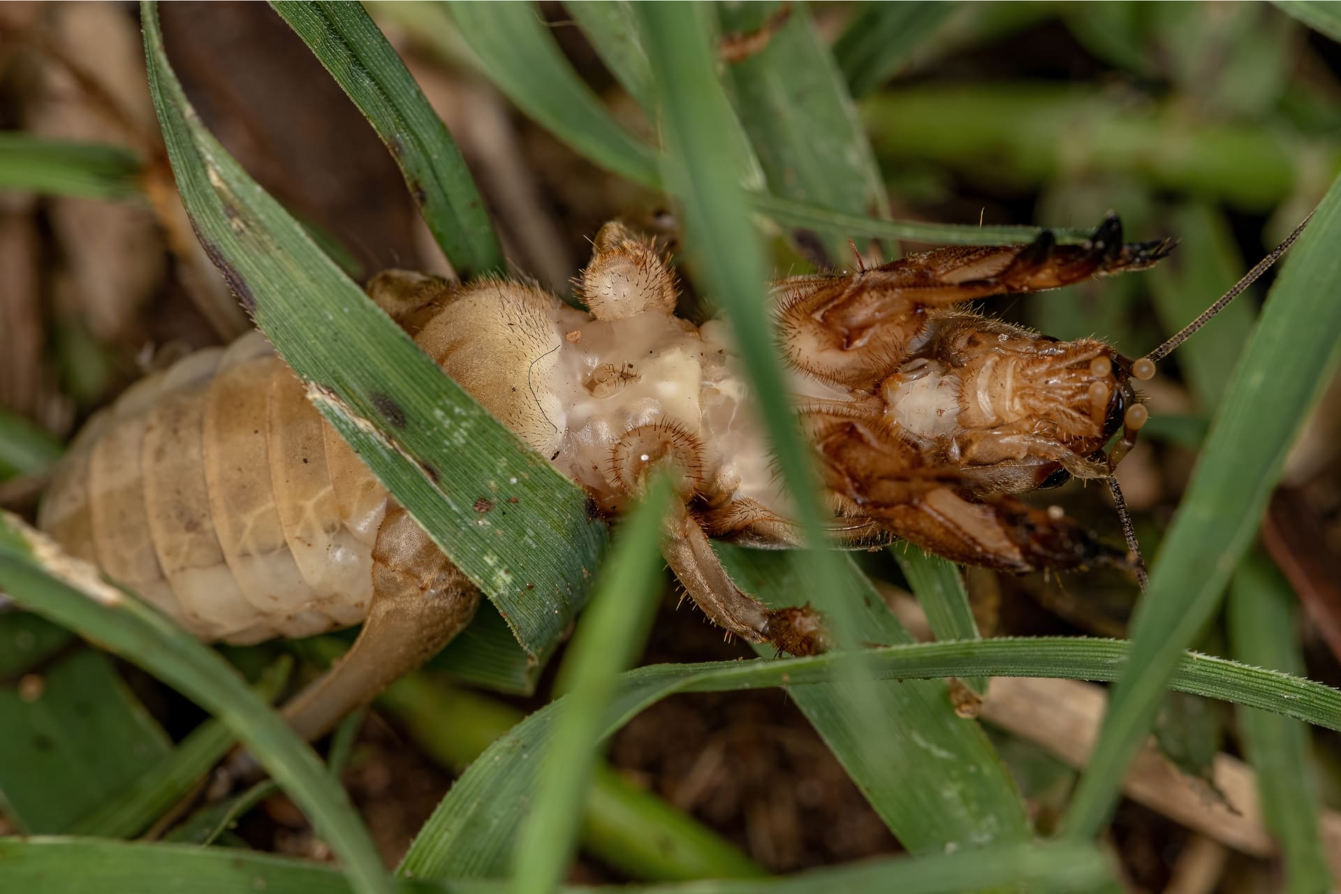 Lawn Disease & Insects in Sarasota | In Bloom Lawn and Landscape
