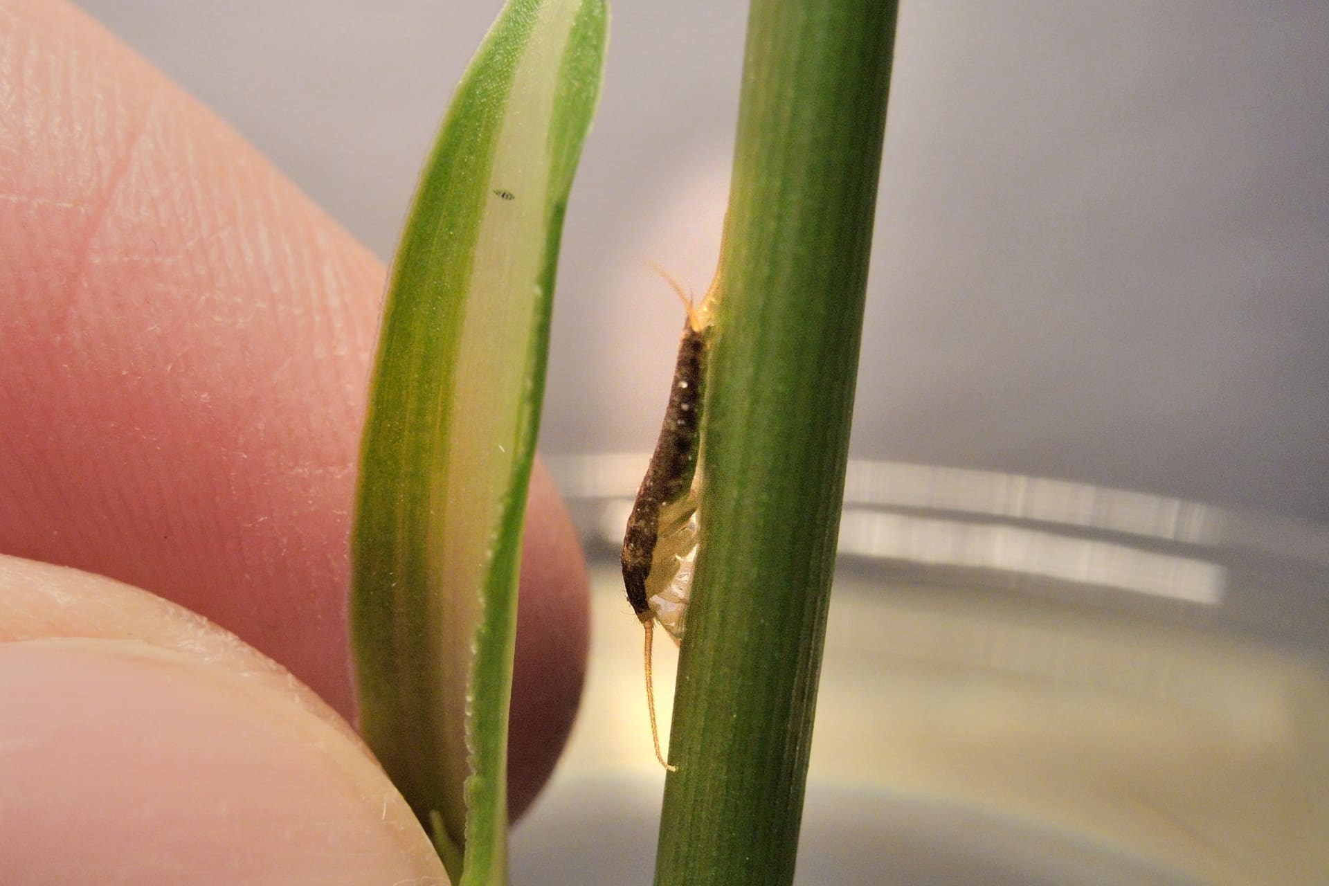 Lawn Disease & Insects in Sarasota | In Bloom Lawn and Landscape